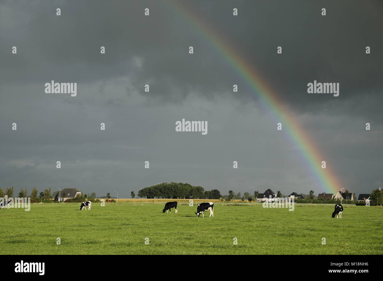 Cows with a rainbow in the landscape Stock Photo - Alamy
