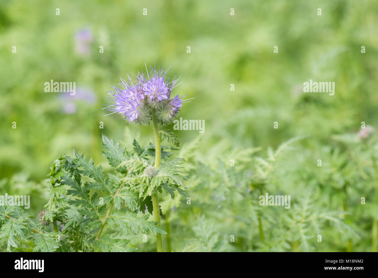 Scorpion weed hi-res stock photography and images - Alamy