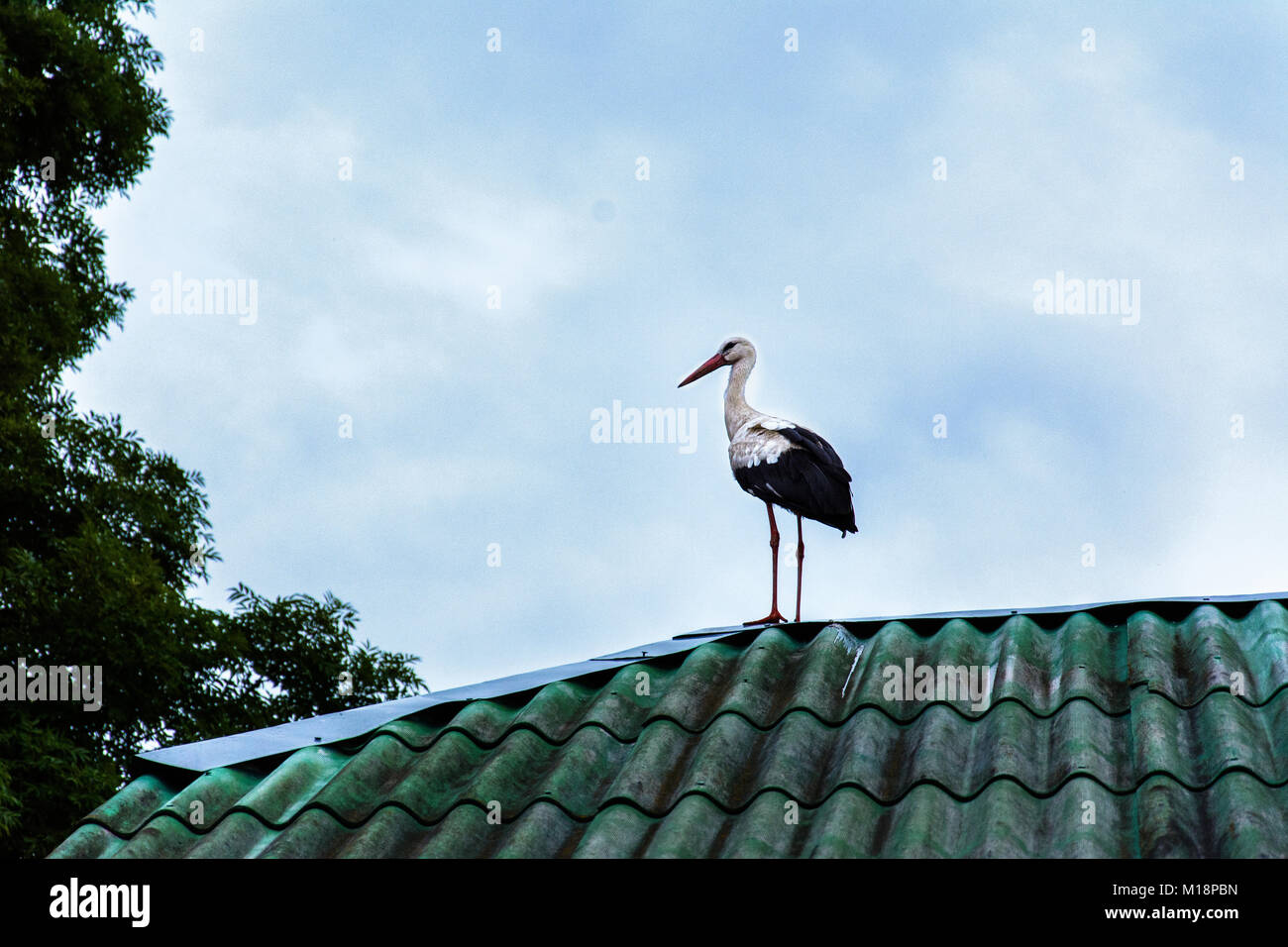 Muster of storks hi-res stock photography and images - Alamy