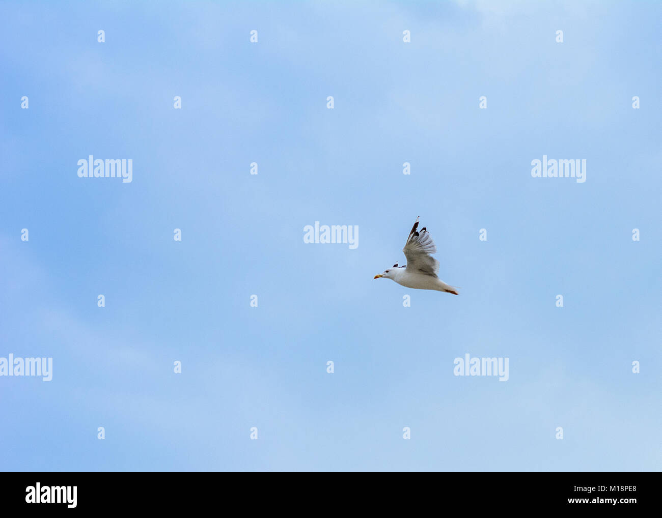 Amazing gull sprawls wings over the shores of the Black Sea and ...