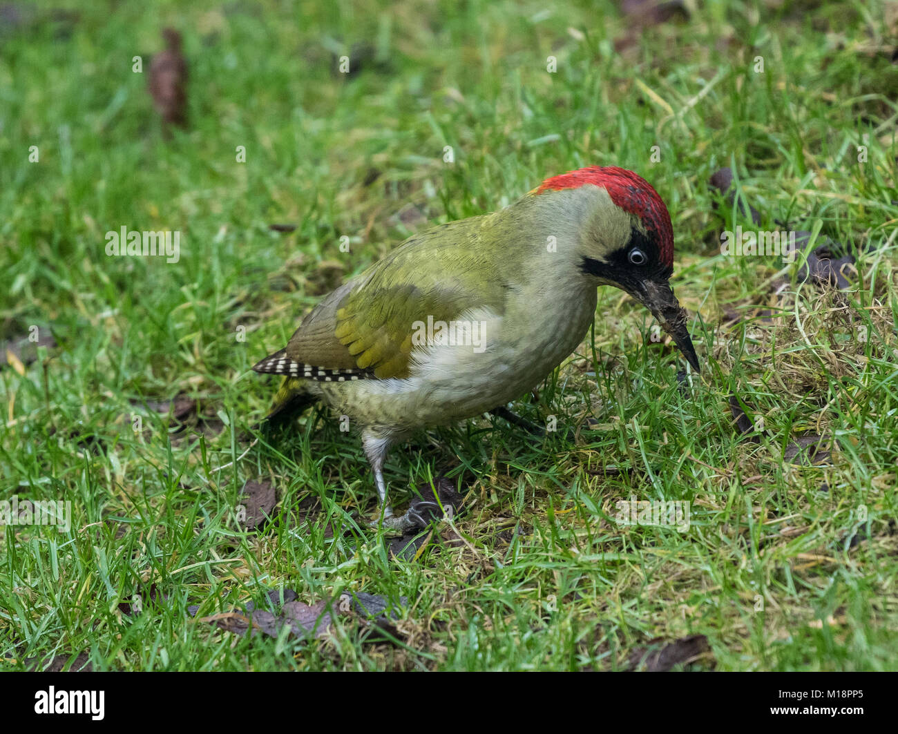 Green woodpecker Picus viridis in woodland glade Stock Photo - Alamy