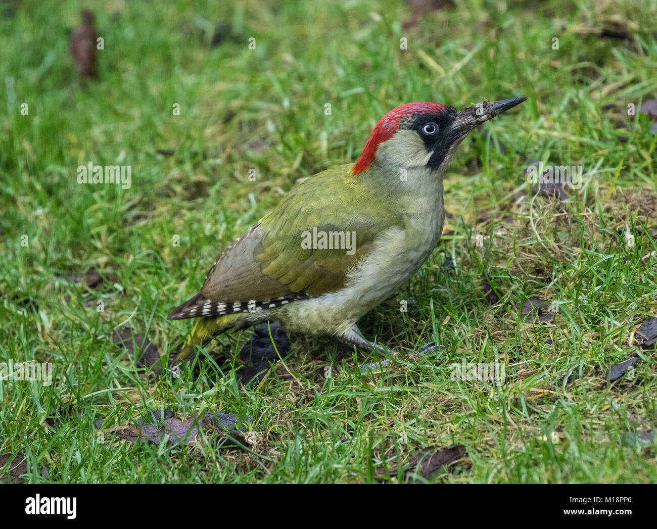 Green woodpecker Picus viridis in woodland glade Stock Photo - Alamy