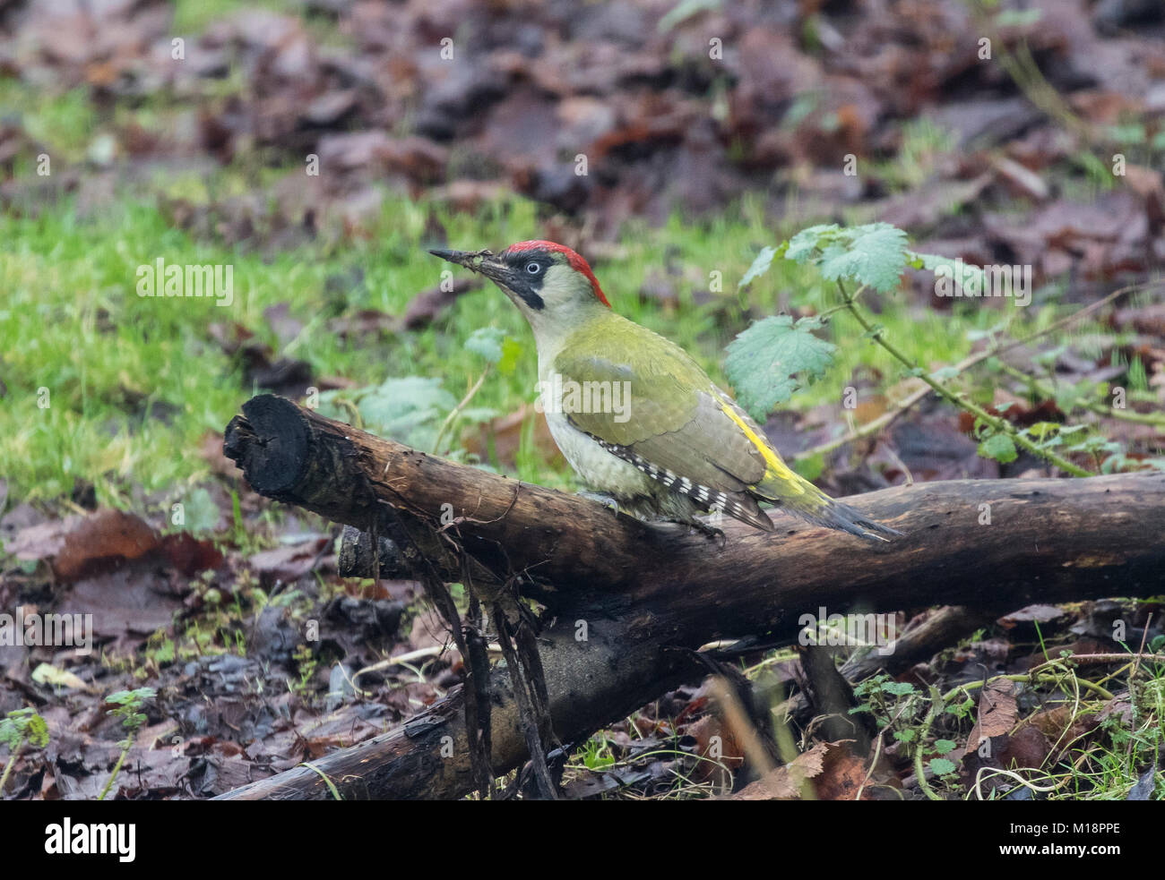 Green woodpecker Picus viridis in woodland glade Stock Photo - Alamy