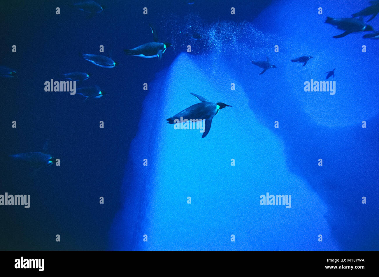 Emperor penguin dive water hi-res stock photography and images - Alamy
