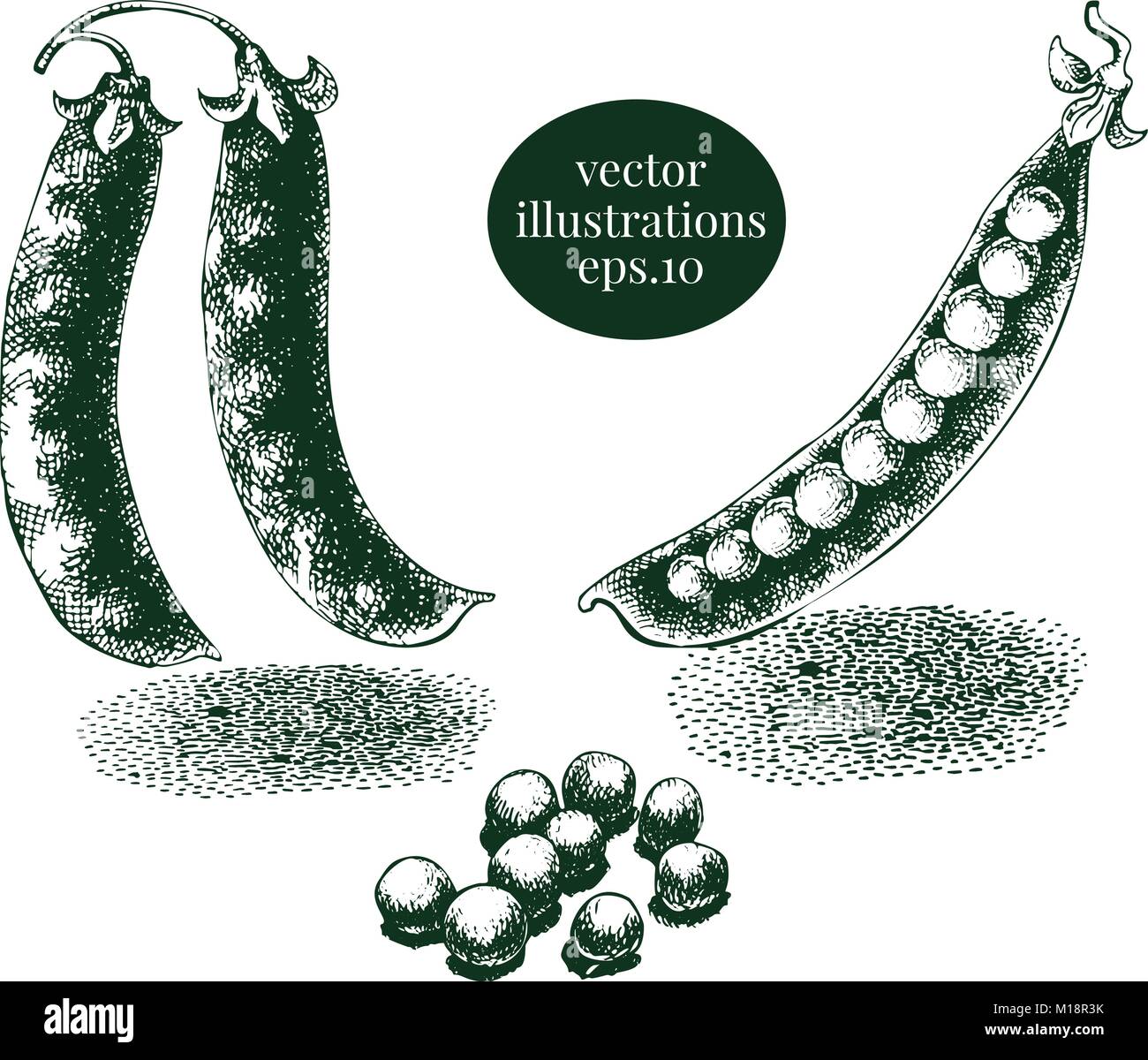 Pea plant drawing hi-res stock photography and images - Alamy