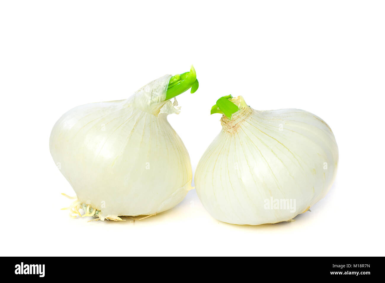 Beautiful onion isolated on hi-res stock photography and images - Alamy