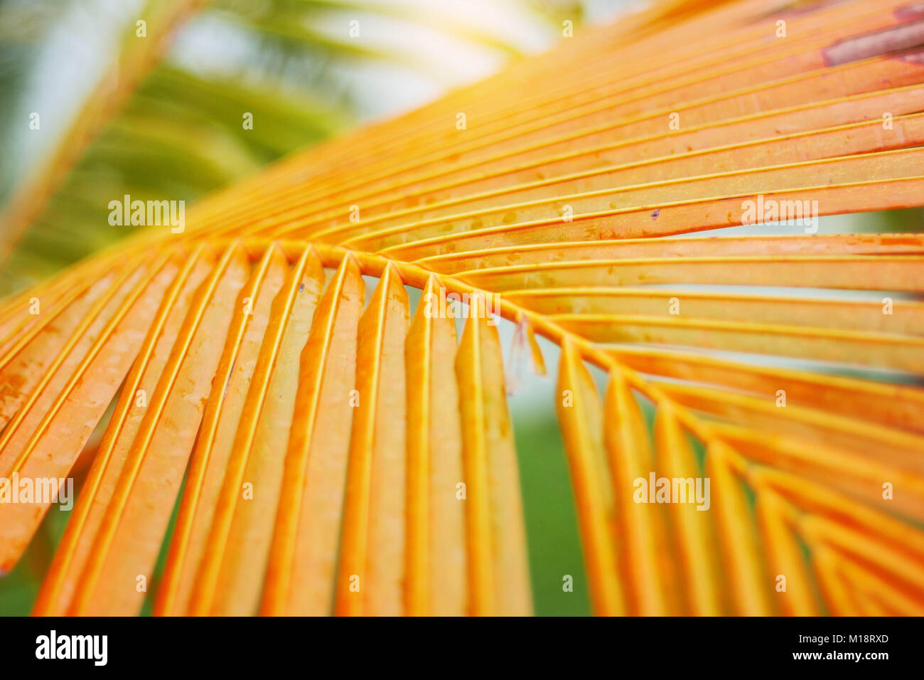 Coconut leaf with yellow surface in the garden Stock Photo - Alamy