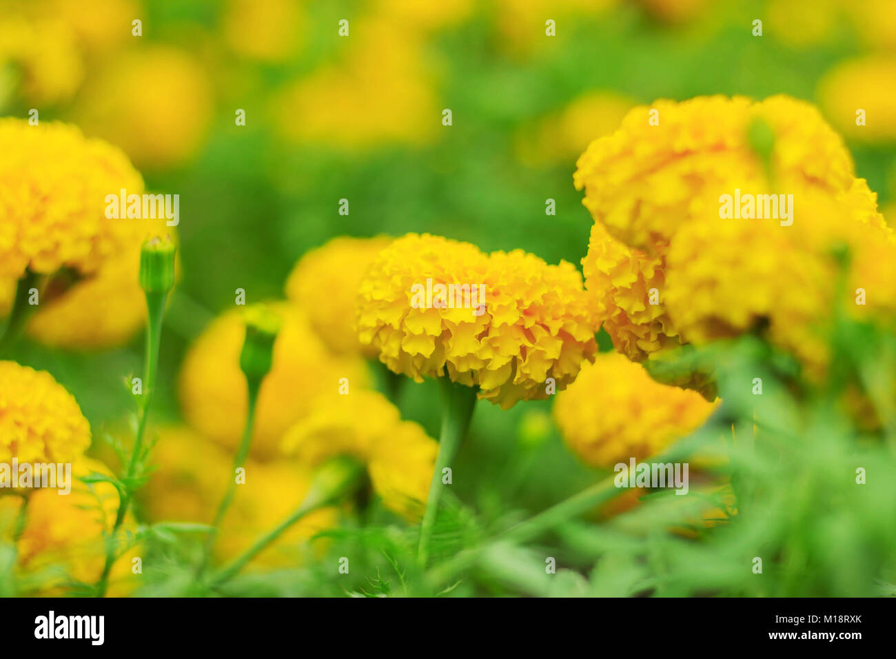 Colorful marigolds with nature in the garden Stock Photo - Alamy