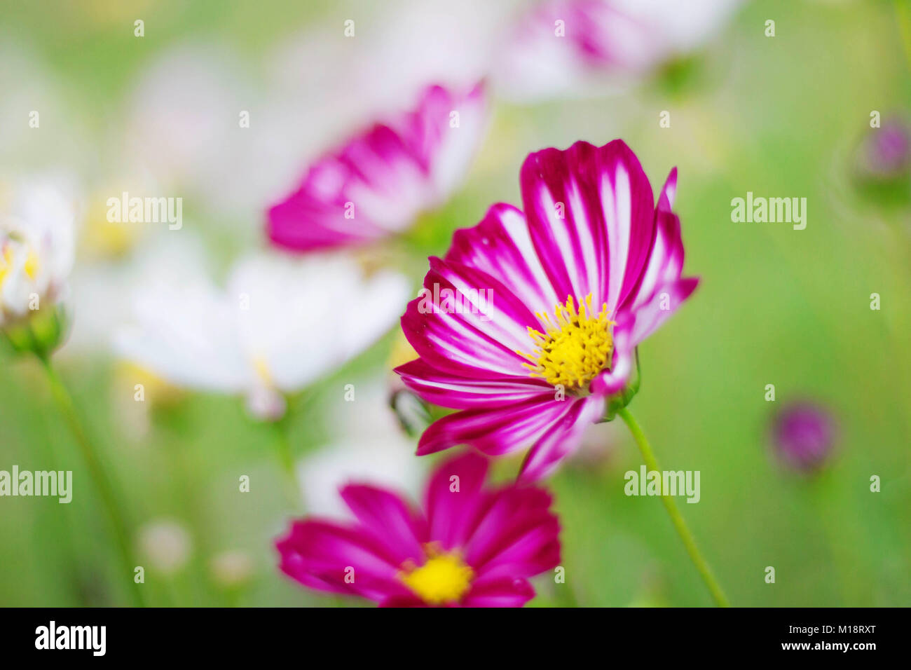 Refreshing in nature hi-res stock photography and images - Alamy