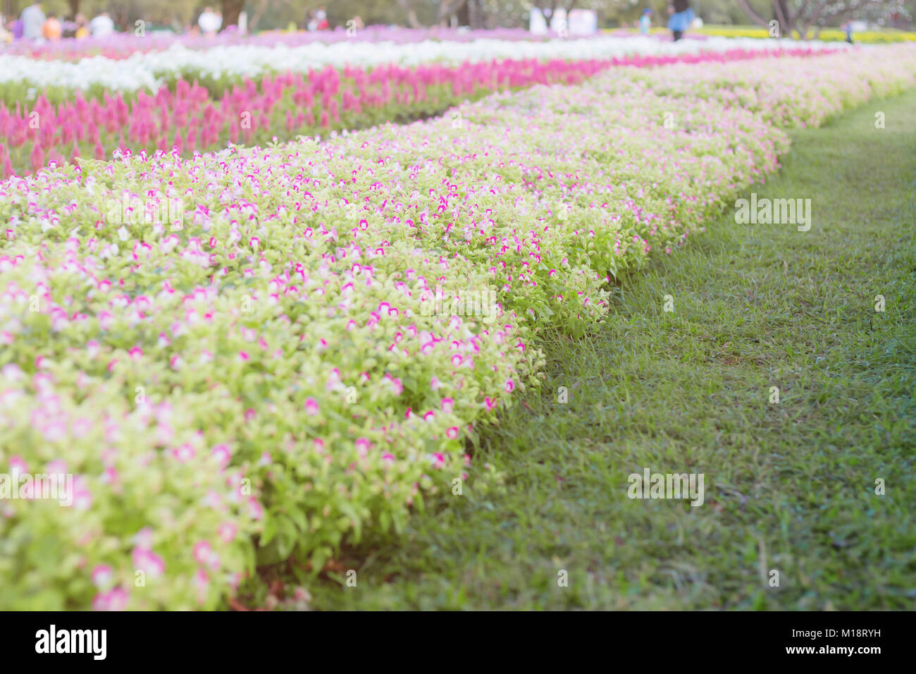 flowers on plots planted in the garden with colorful Stock Photo - Alamy