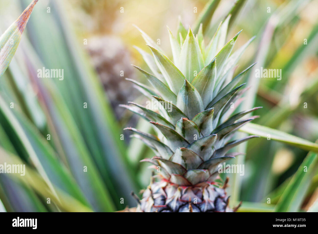 Pineapple growing in rural farms with sunlight Stock Photo - Alamy