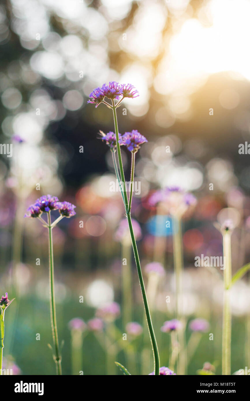 Purple flowers with beautiful in the forest at sunlight Stock Photo - Alamy