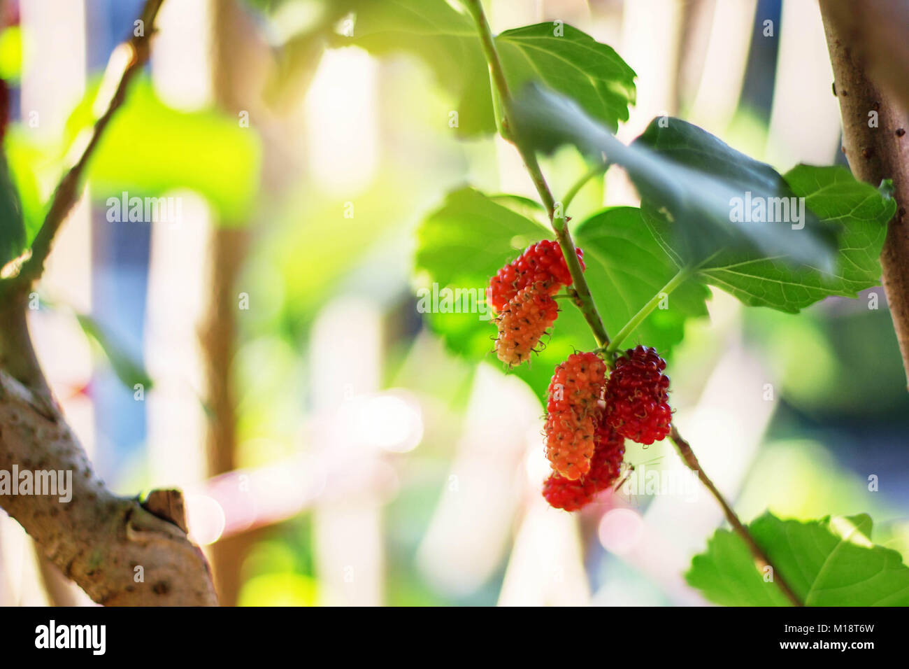 Malberry hi-res stock photography and images - Alamy