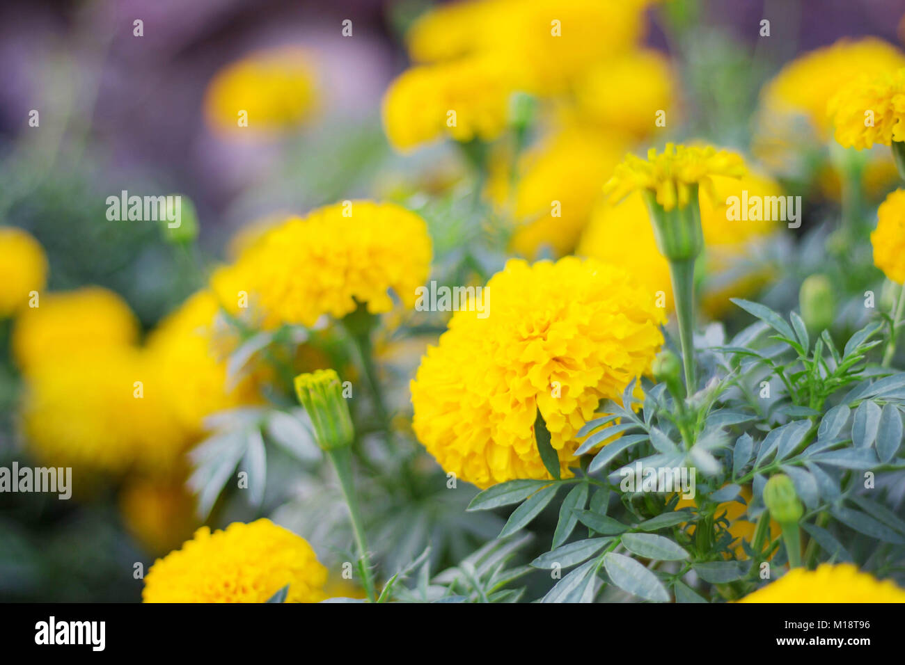 Yellow marigold flowers with beauty in the garden Stock Photo - Alamy