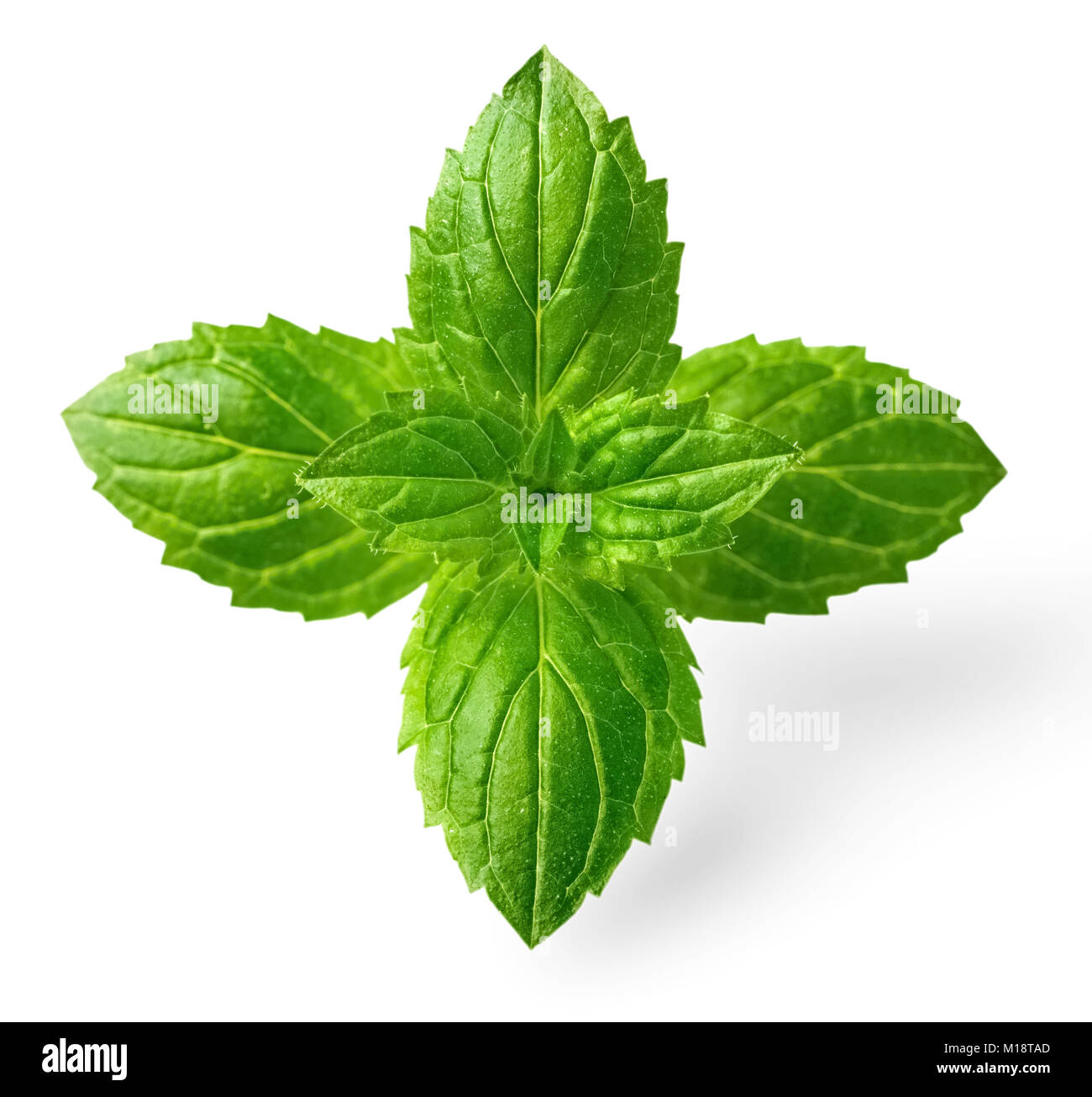 fresh peppermint leaves isolated on white Stock Photo - Alamy