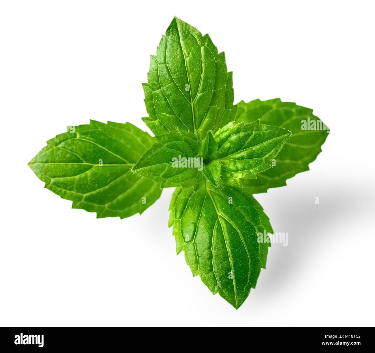 fresh peppermint leaves isolated on white Stock Photo - Alamy