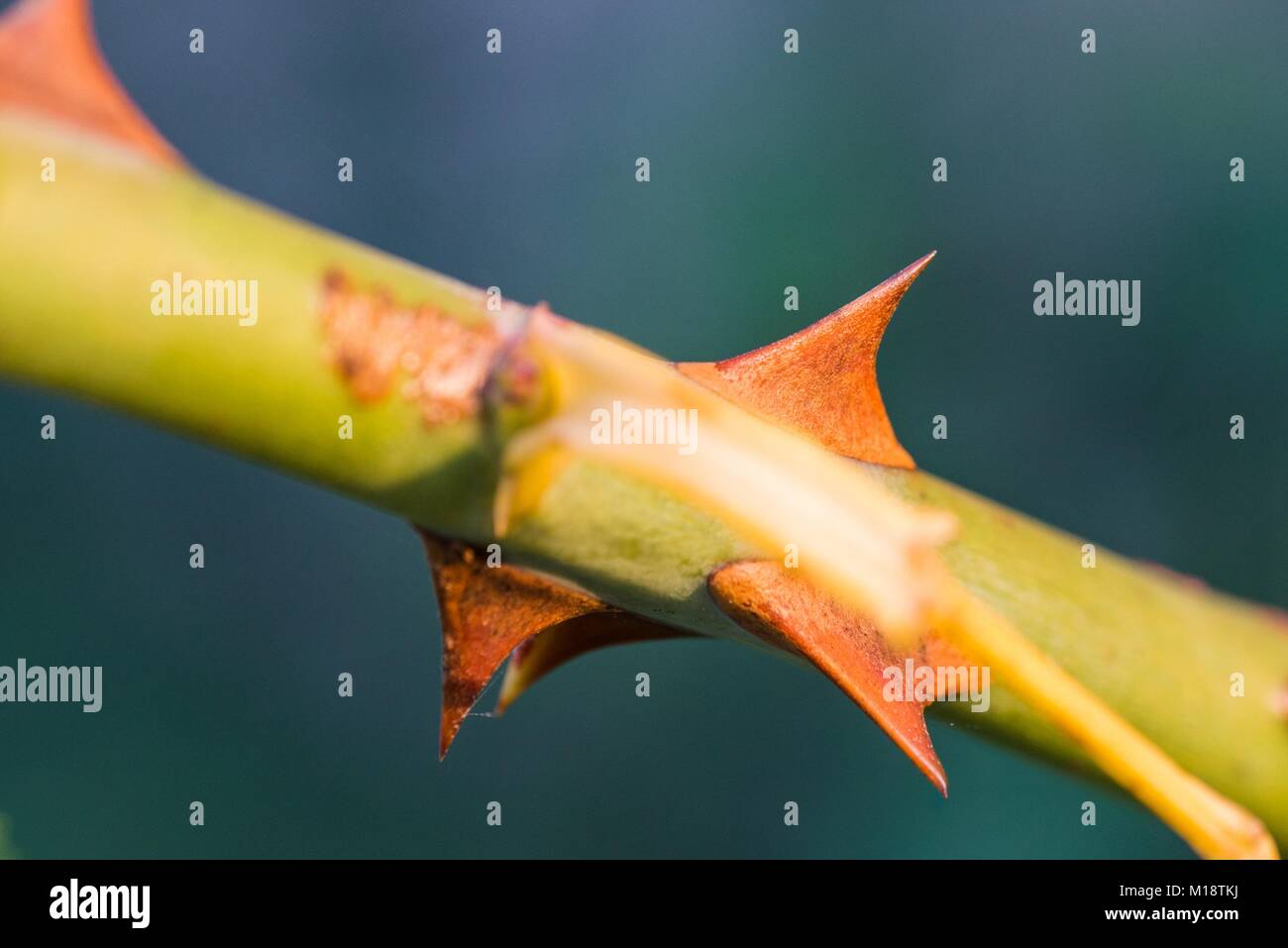 Rose garden pointed hi-res stock photography and images - Alamy