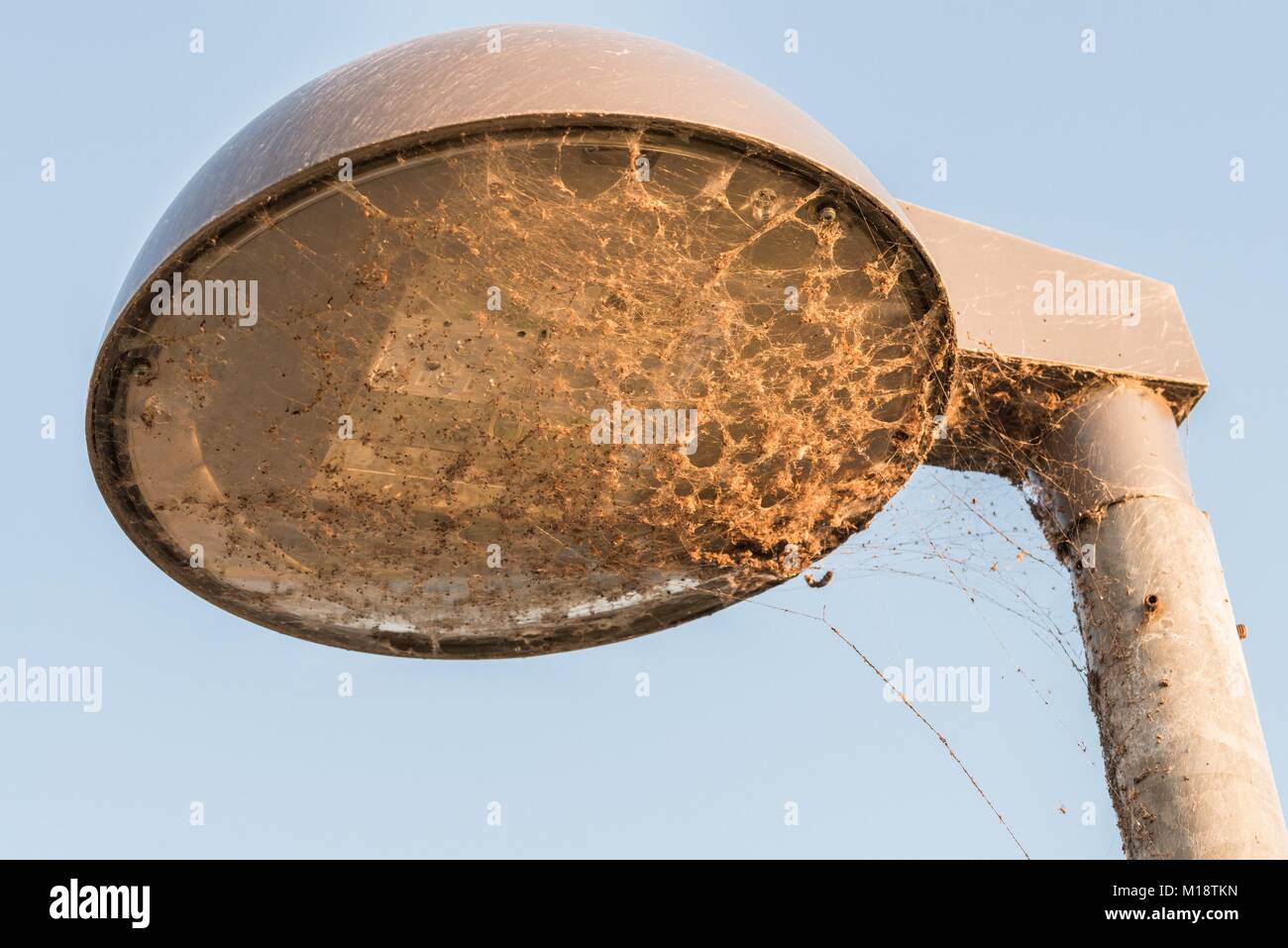 Insects by street light hi-res stock photography and images - Alamy