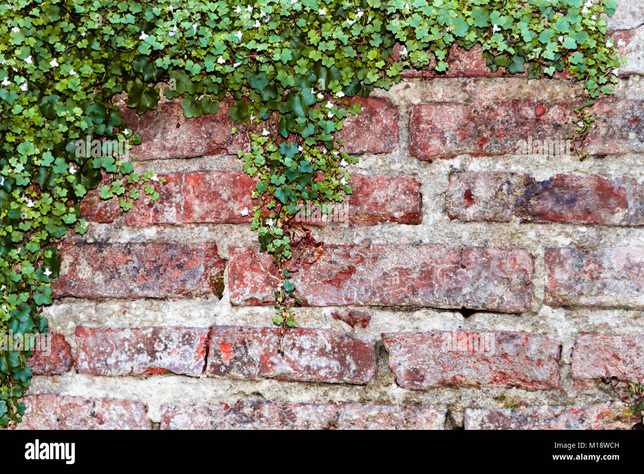 bricks background with ivy with white flowers Stock Photo - Alamy