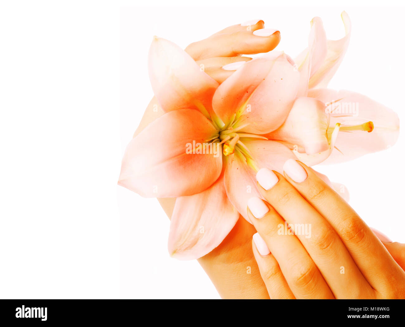 beauty delicate hands with manicure holding flower lily close up Stock ...