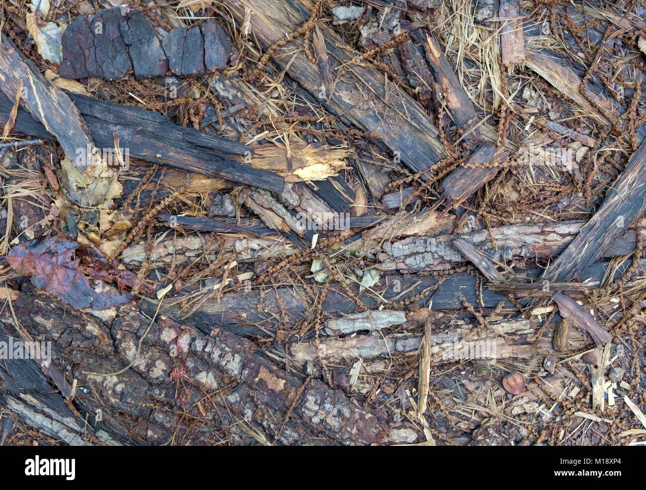 Decaying plants forest floor hi-res stock photography and images - Alamy