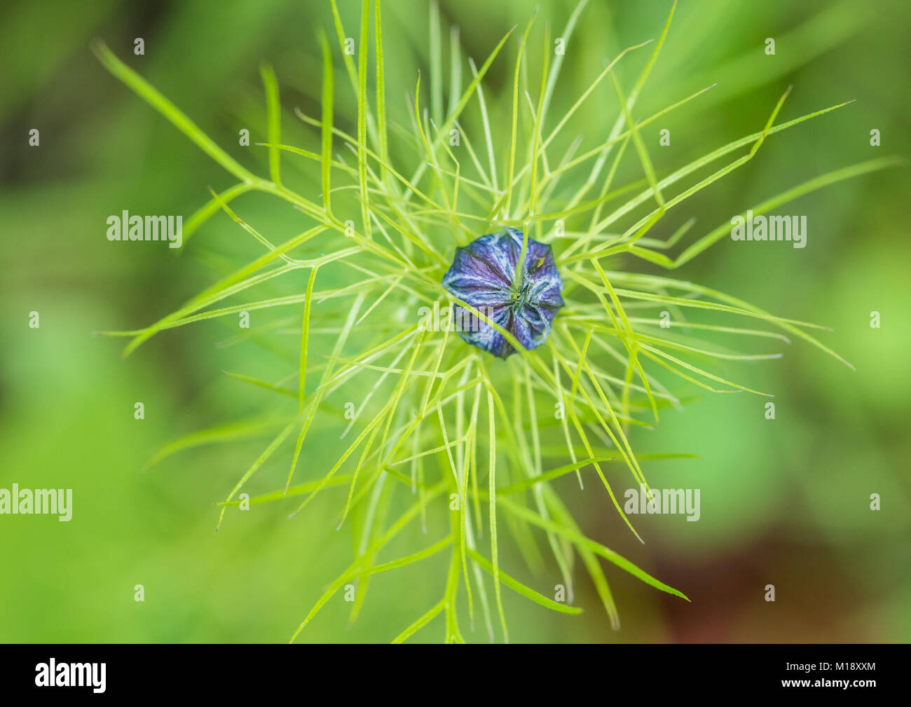 Devil flower hi-res stock photography and images - Alamy