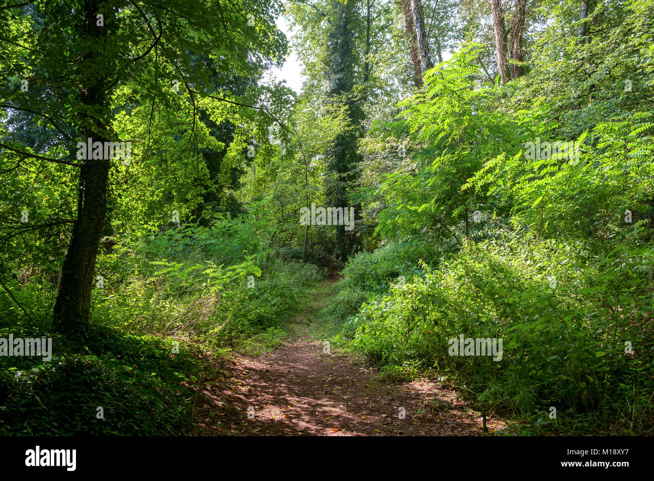 Forest path in a dense old forest in Germany Stock Photo - Alamy