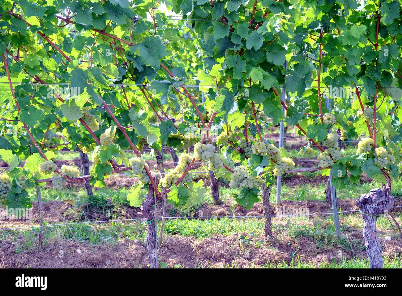 Lush green grapevines growing hi-res stock photography and images - Alamy