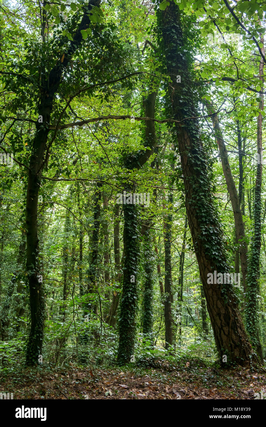 German woods hi-res stock photography and images - Alamy