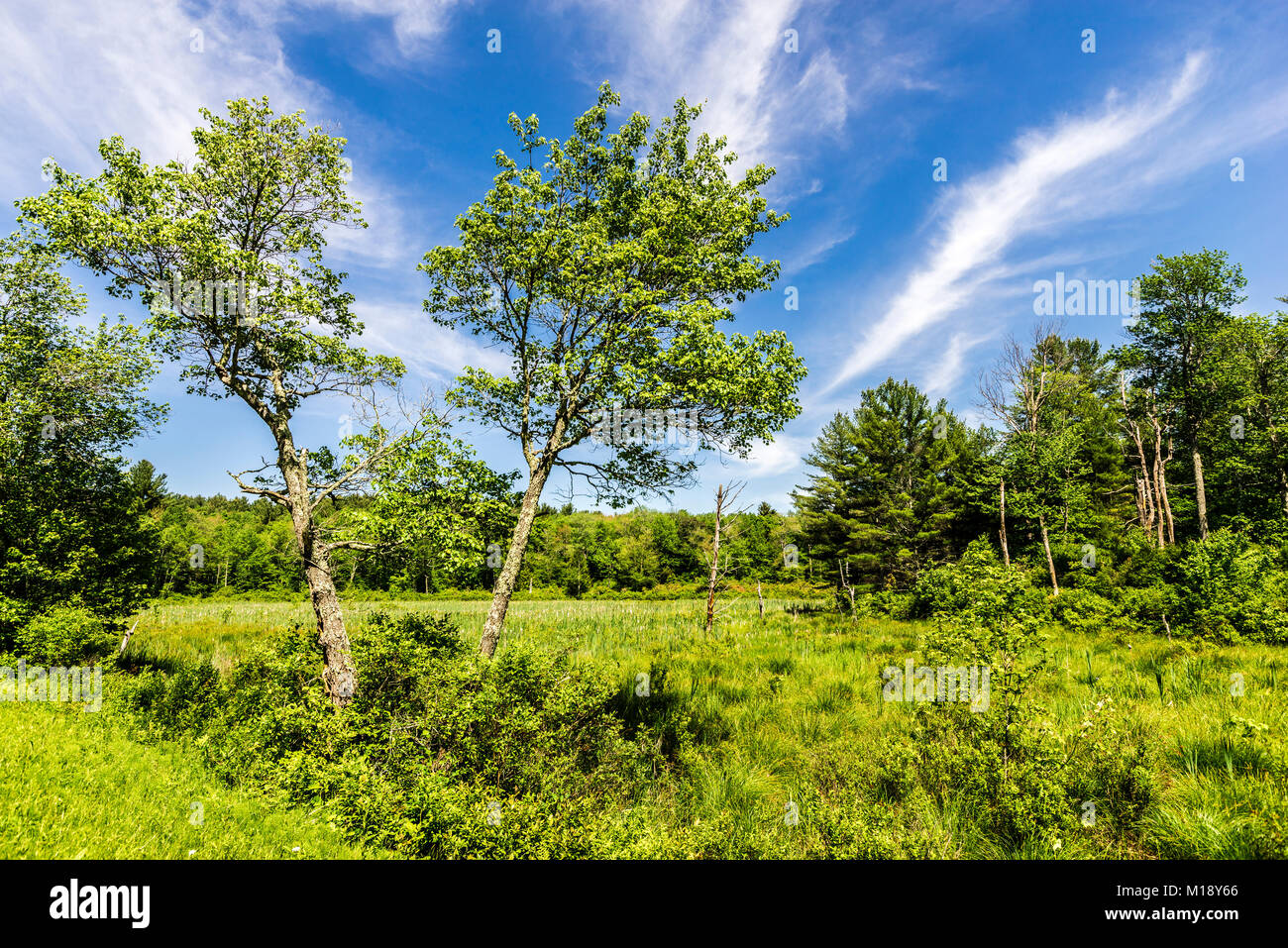 State Forest Hartland, Connecticut, USA Stock Photo - Alamy