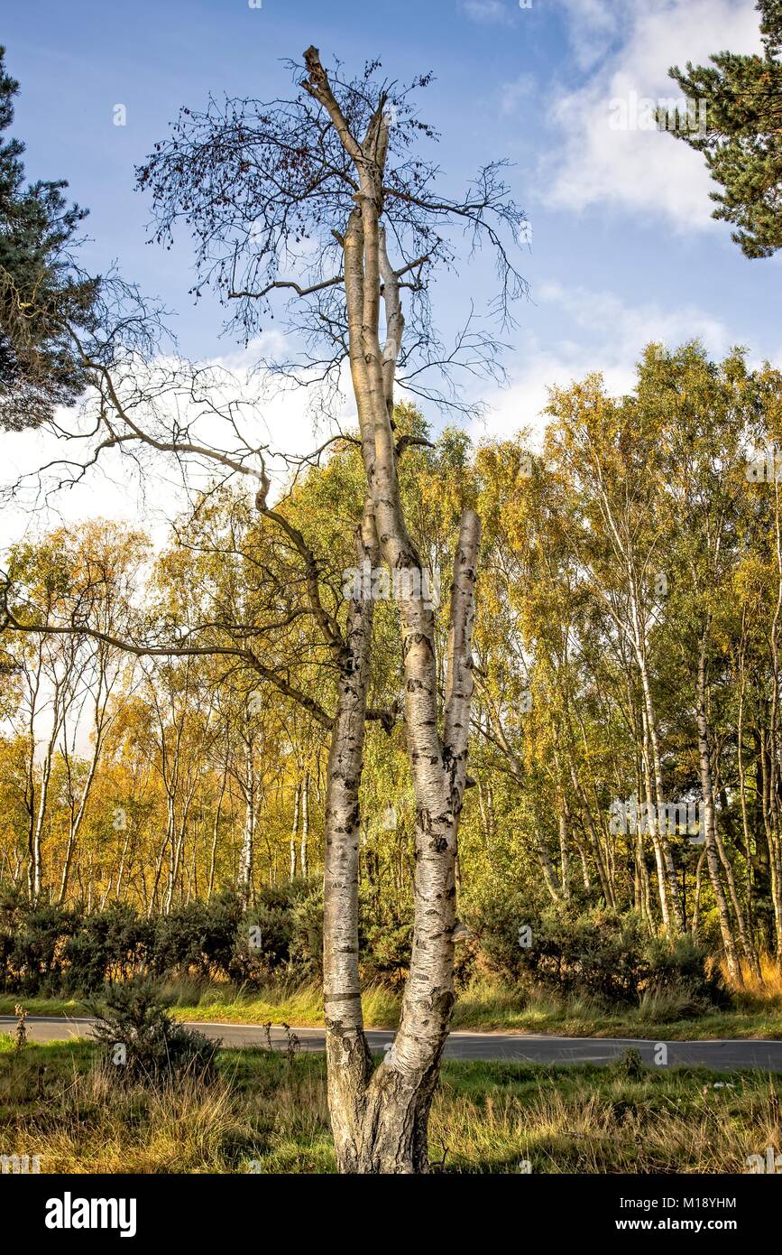 A dead tree is centre-stage in an autumn setting. Trees in their yellow ...
