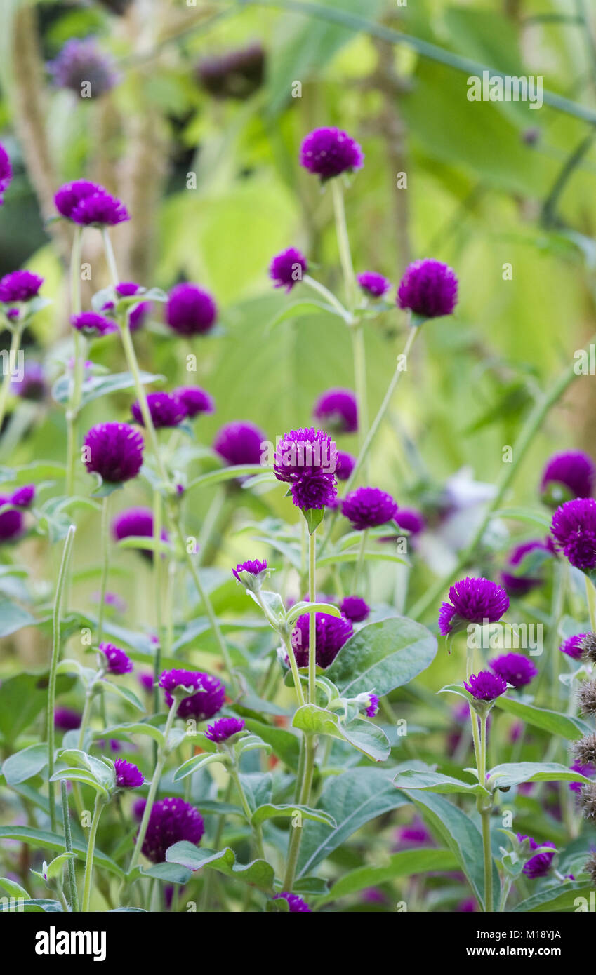 Globe amaranth hi-res stock photography and images - Alamy