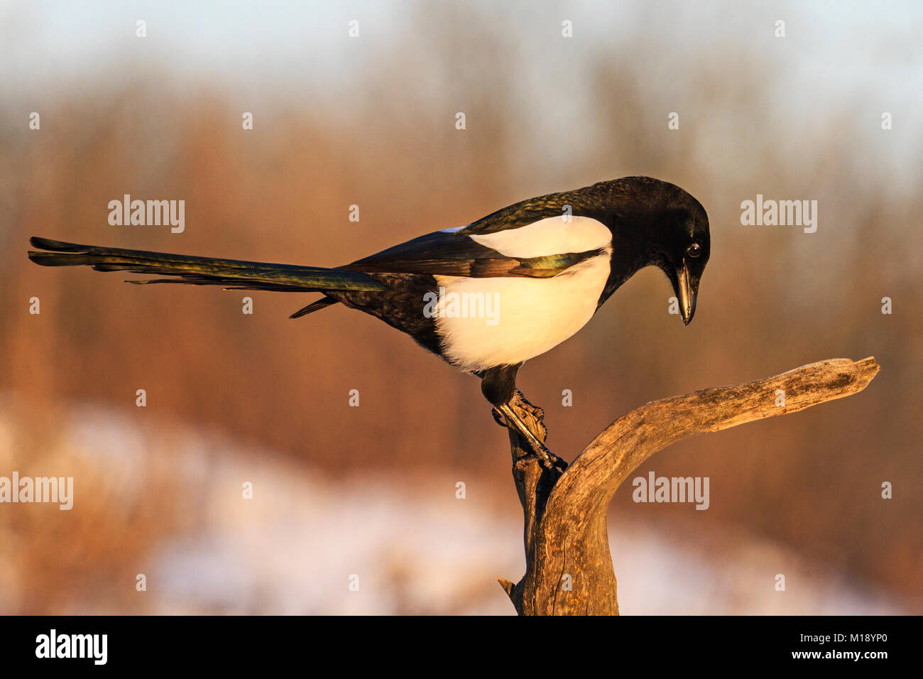 Magpie fly hi-res stock photography and images - Alamy