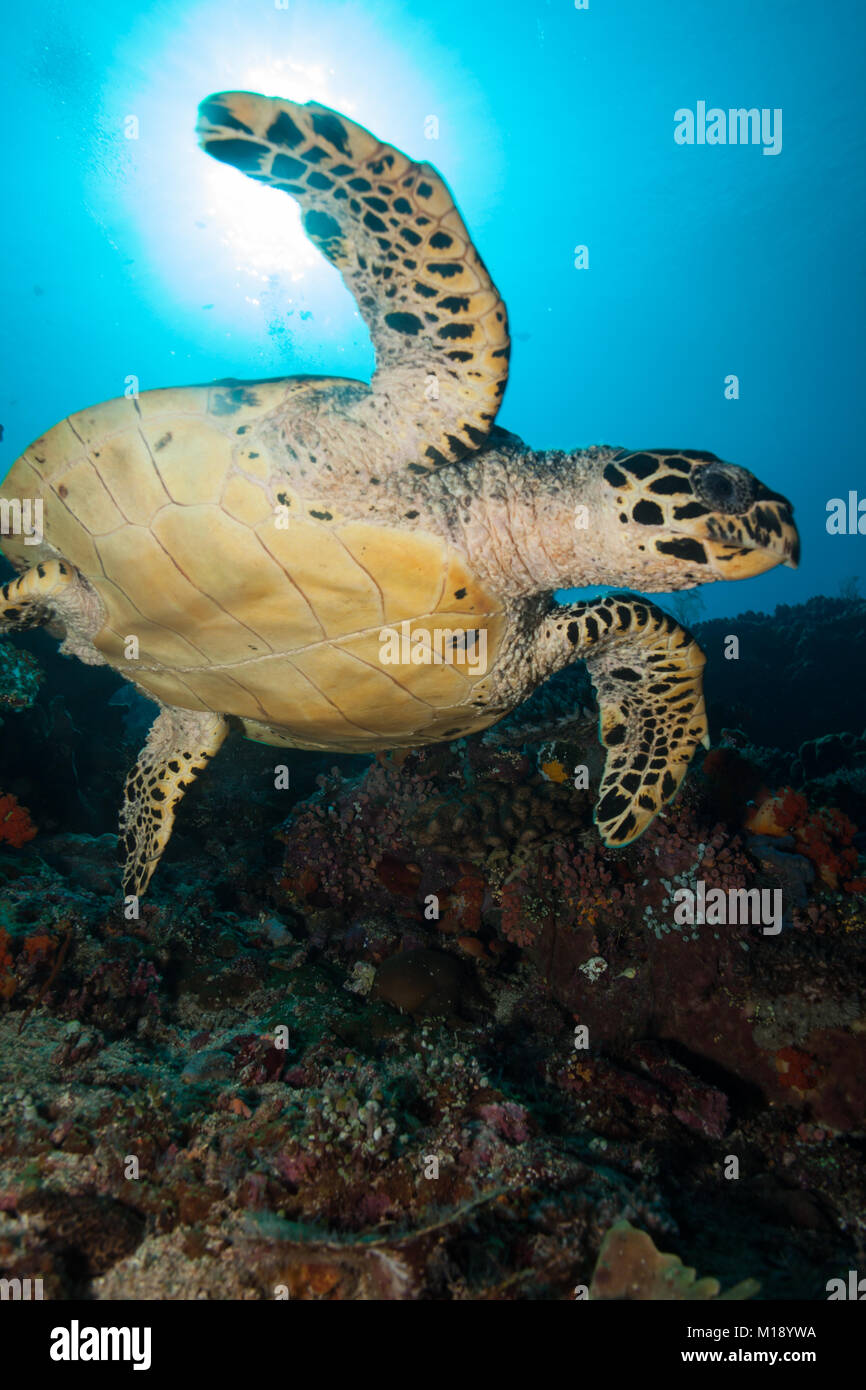 Hawksbill sea turtle underwater with sunburst Stock Photo - Alamy