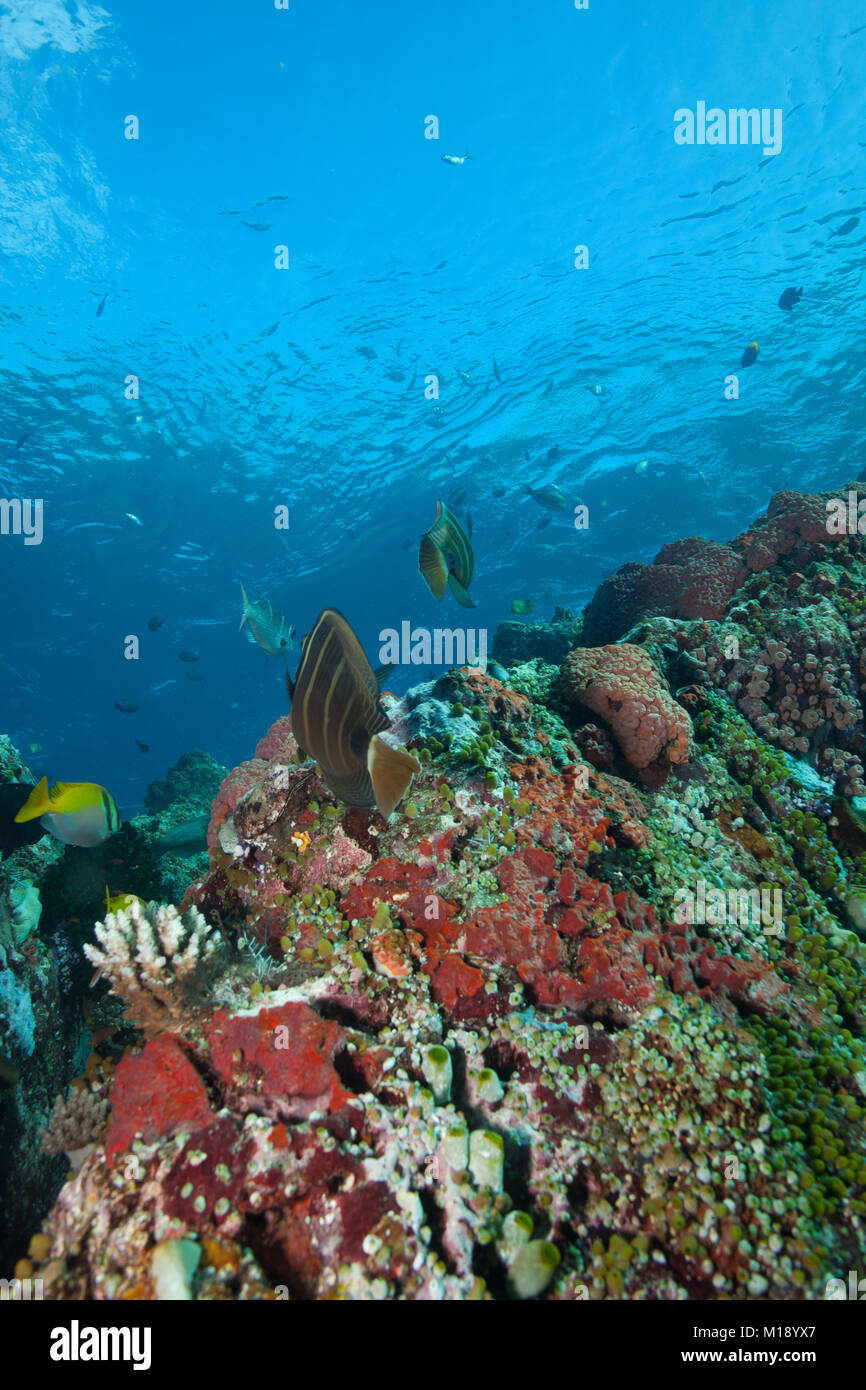 Beautiful underwater tropical ocean background Stock Photo - Alamy