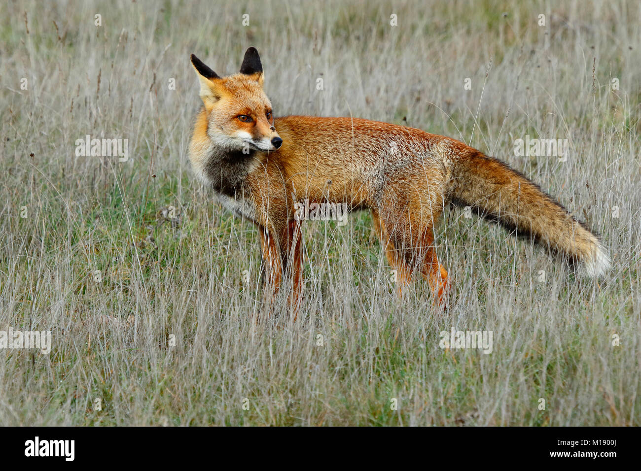 Prairie Fox