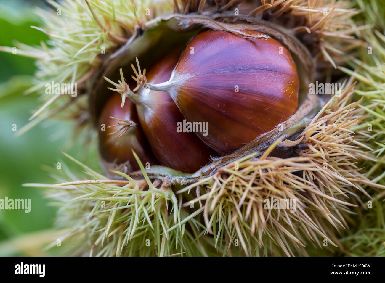 Harvest chestnuts hi-res stock photography and images - Alamy