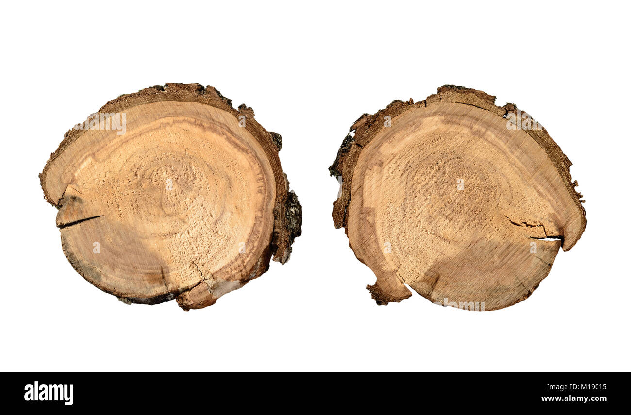 Tree cross section white oak Cut Out Stock Images & Pictures - Alamy