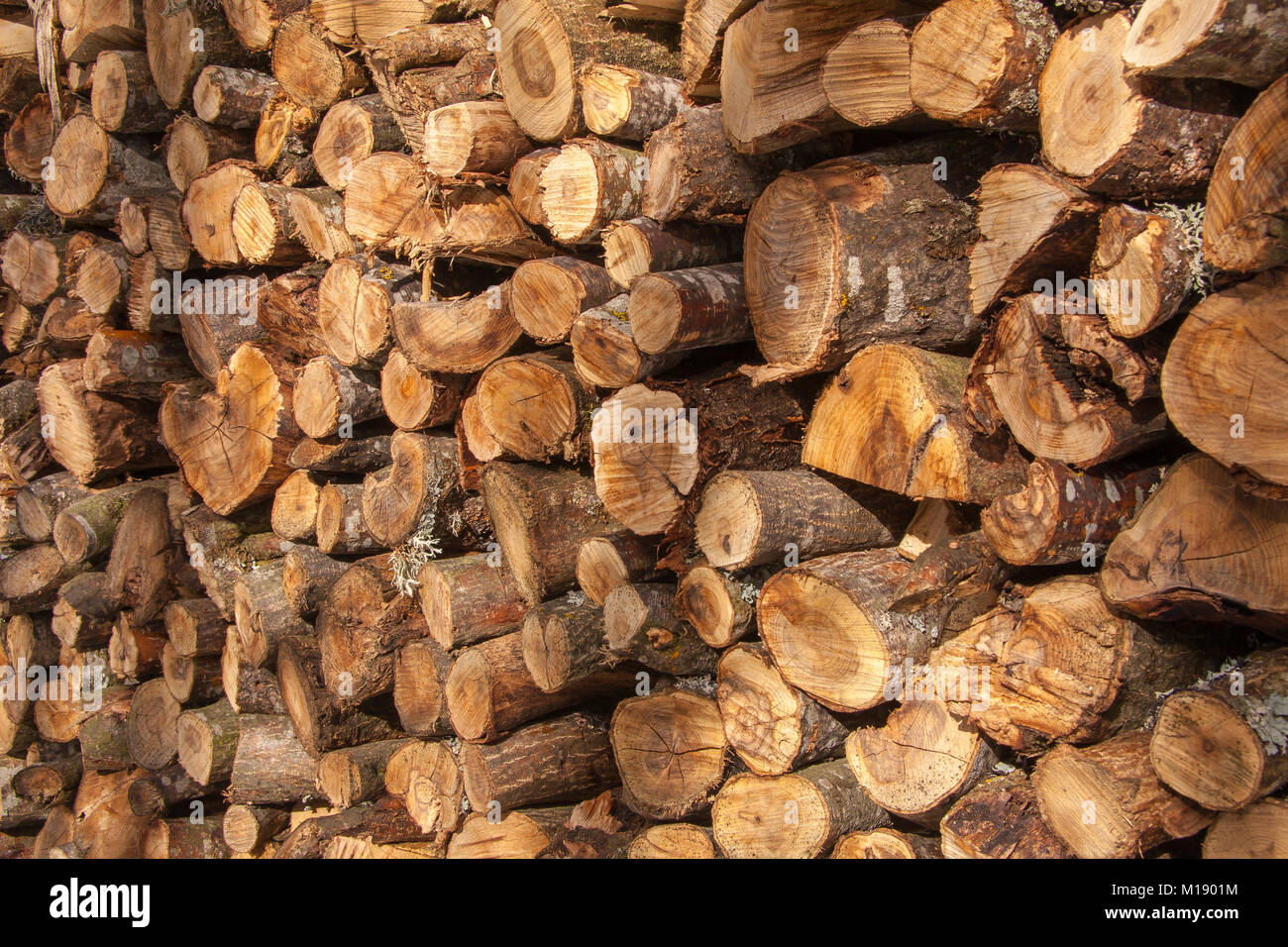 Closeup rotten wood stump natural hi-res stock photography and images ...
