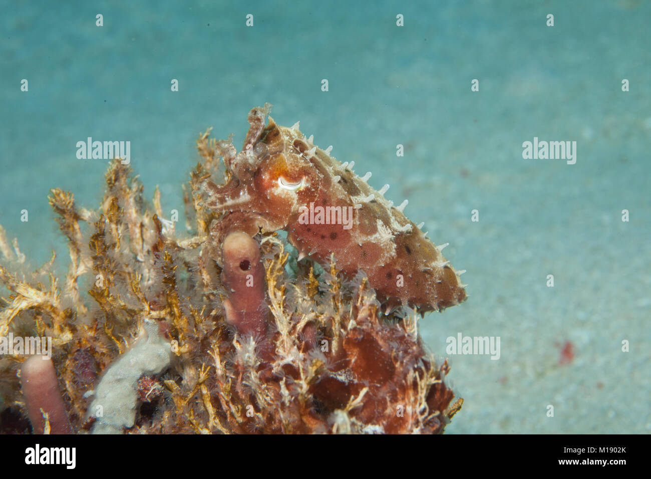 Pink color squid hi-res stock photography and images - Alamy