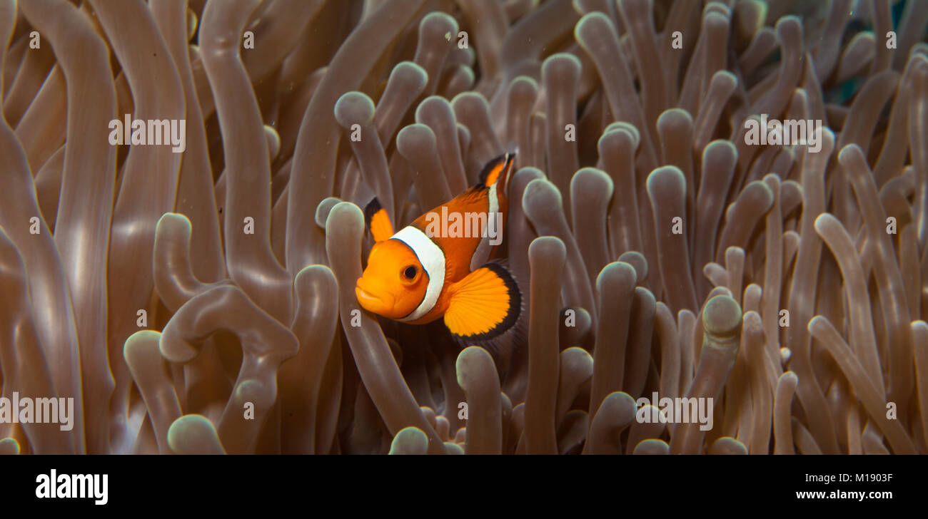 Cute orange anemone fish hiding in its protective house Stock Photo - Alamy