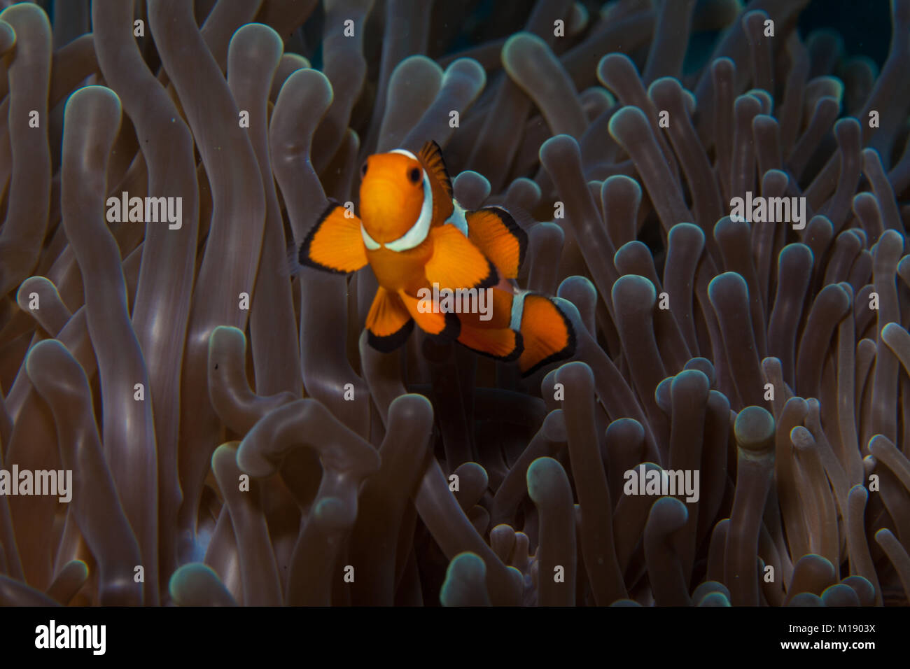 Anemonefish cartoon hi-res stock photography and images - Alamy