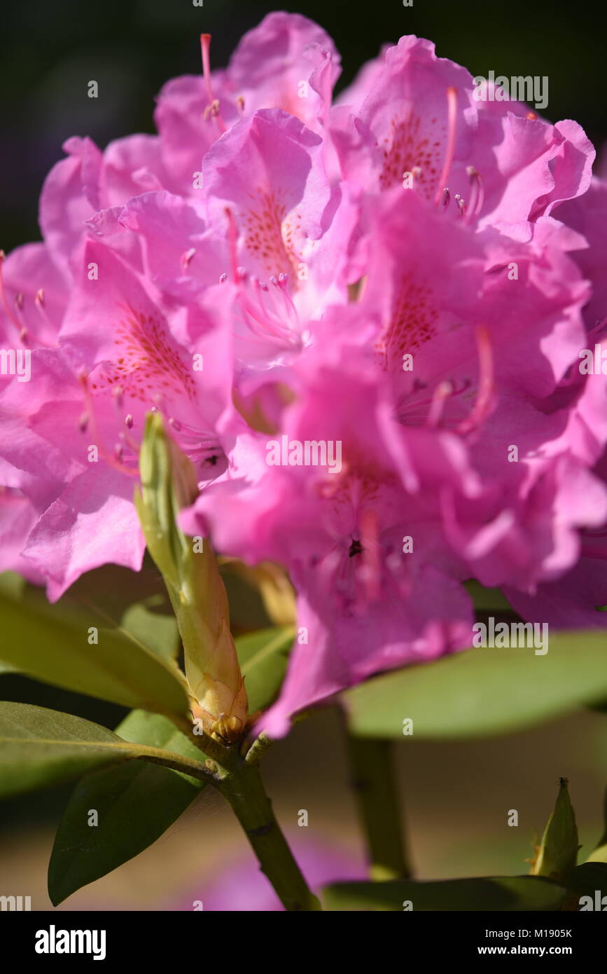 Detail of the blossom of Rhododendron Roseum Elegans Stock Photo - Alamy