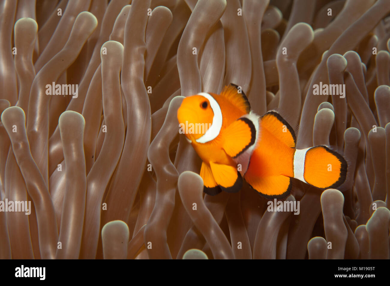Cartoon fish hi-res stock photography and images - Alamy
