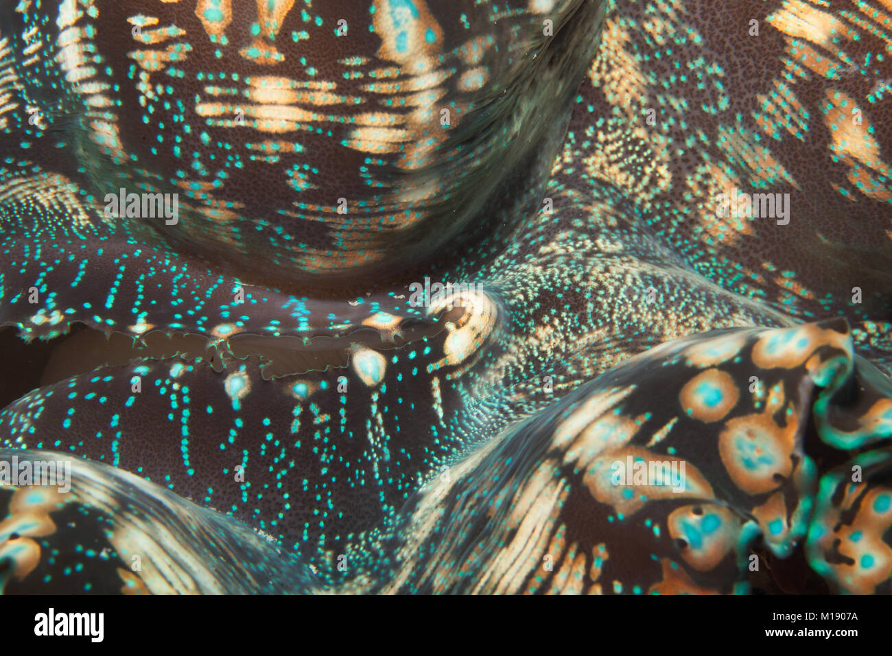 Giant Clam Abstract Nature Colors Stock Photo - Alamy