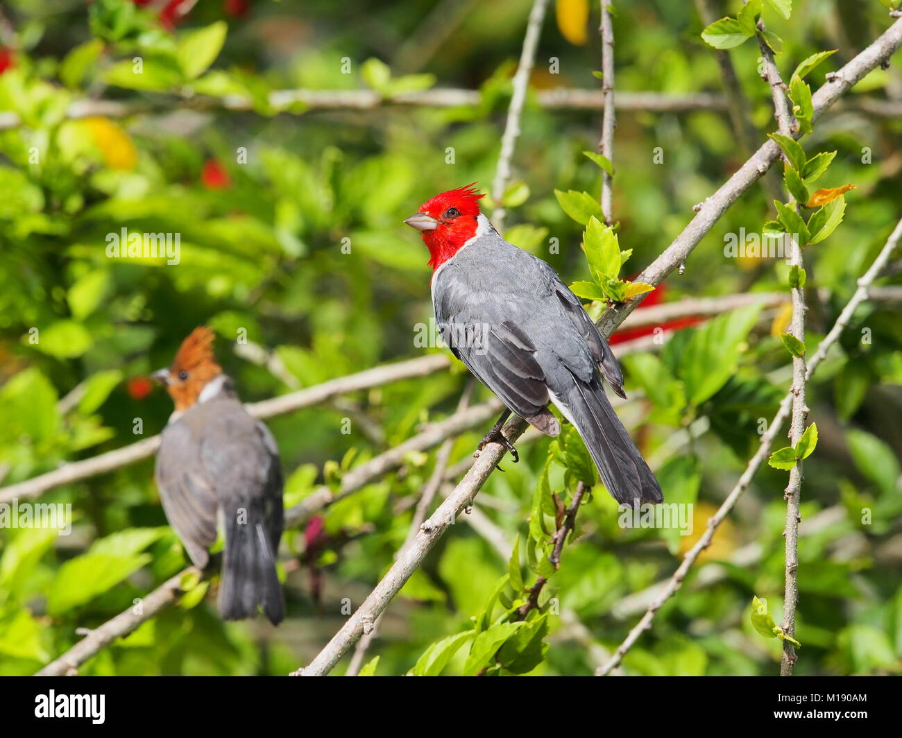 Red crested cardinal couple hi-res stock photography and images - Alamy