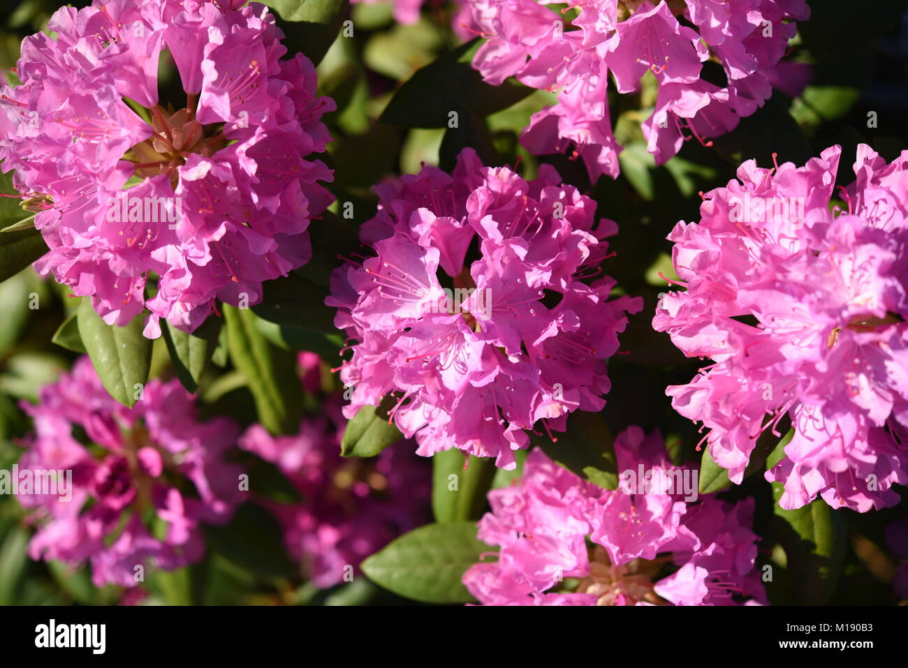 Several blossom of pink rhododendron Roseum Elegans Stock Photo - Alamy