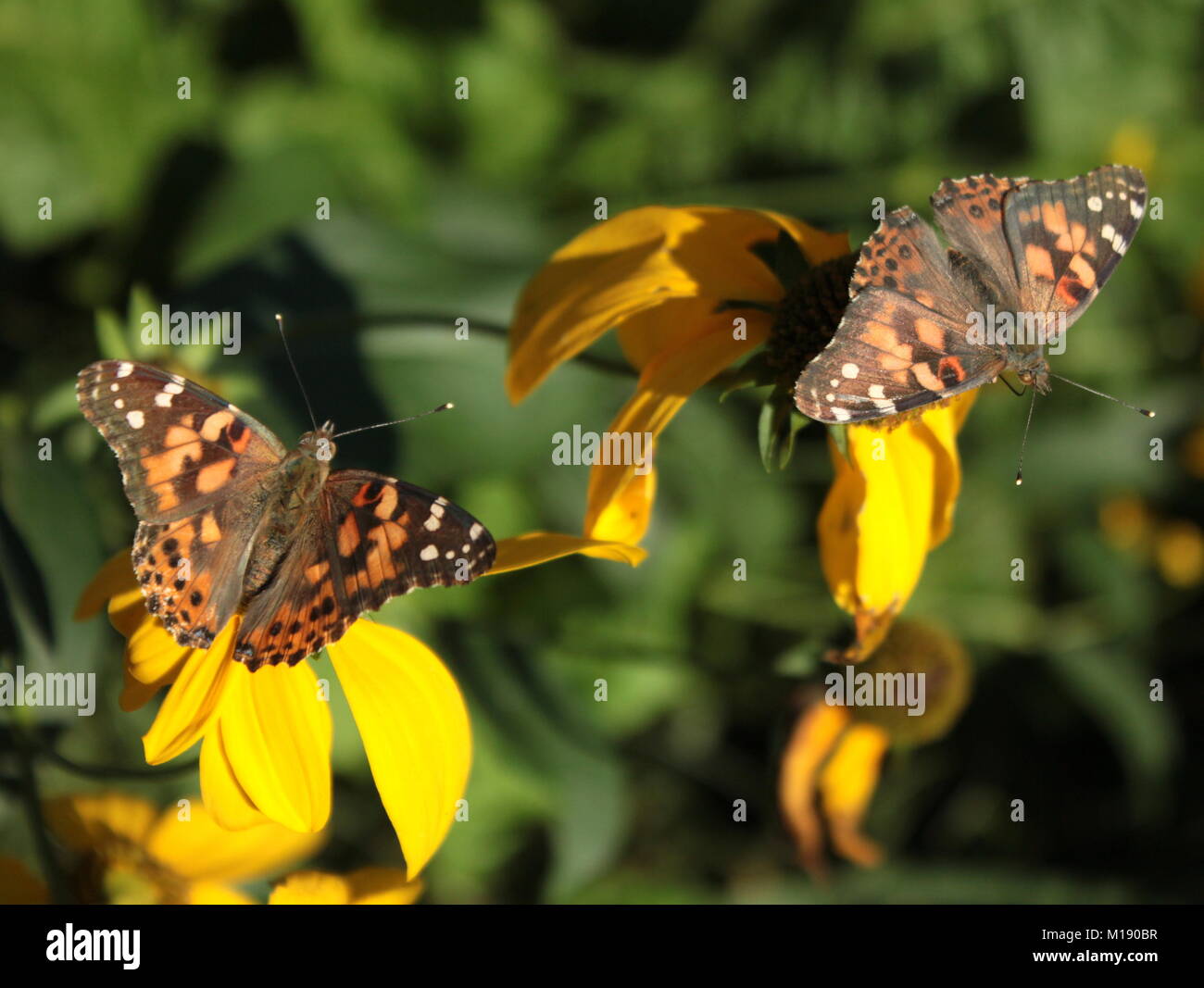 Daytime butterflies hi-res stock photography and images - Alamy