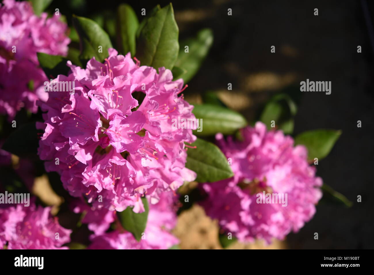 Several blossom of pink rhododendron Roseum Elegans Stock Photo - Alamy