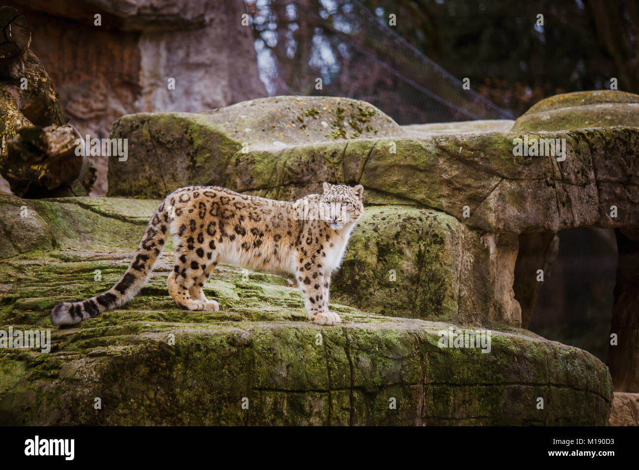 An adult snow leopard stands on a stony ledge in the Basel Zoo in ...